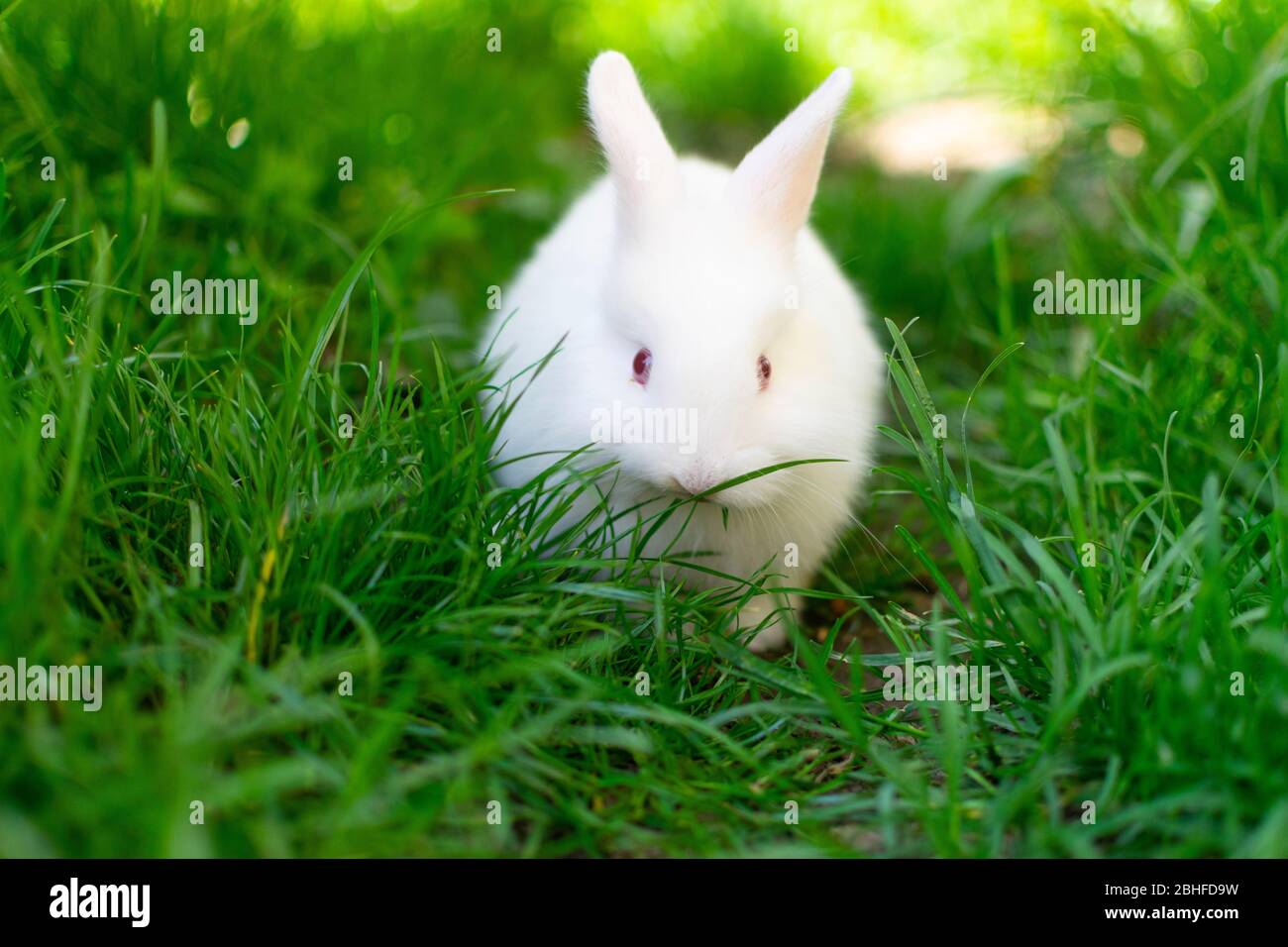 Beautiful white, fluffy baby rabbit playing in green grass Stock Photo ...