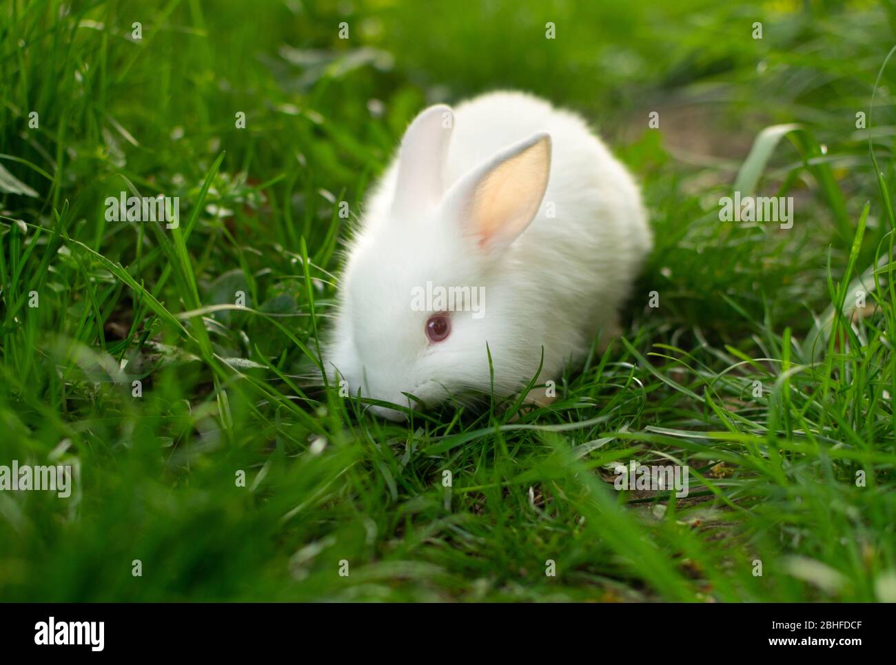 Rabbit bunny young baby wild animal fluffy fur furry cute hi-res stock ...
