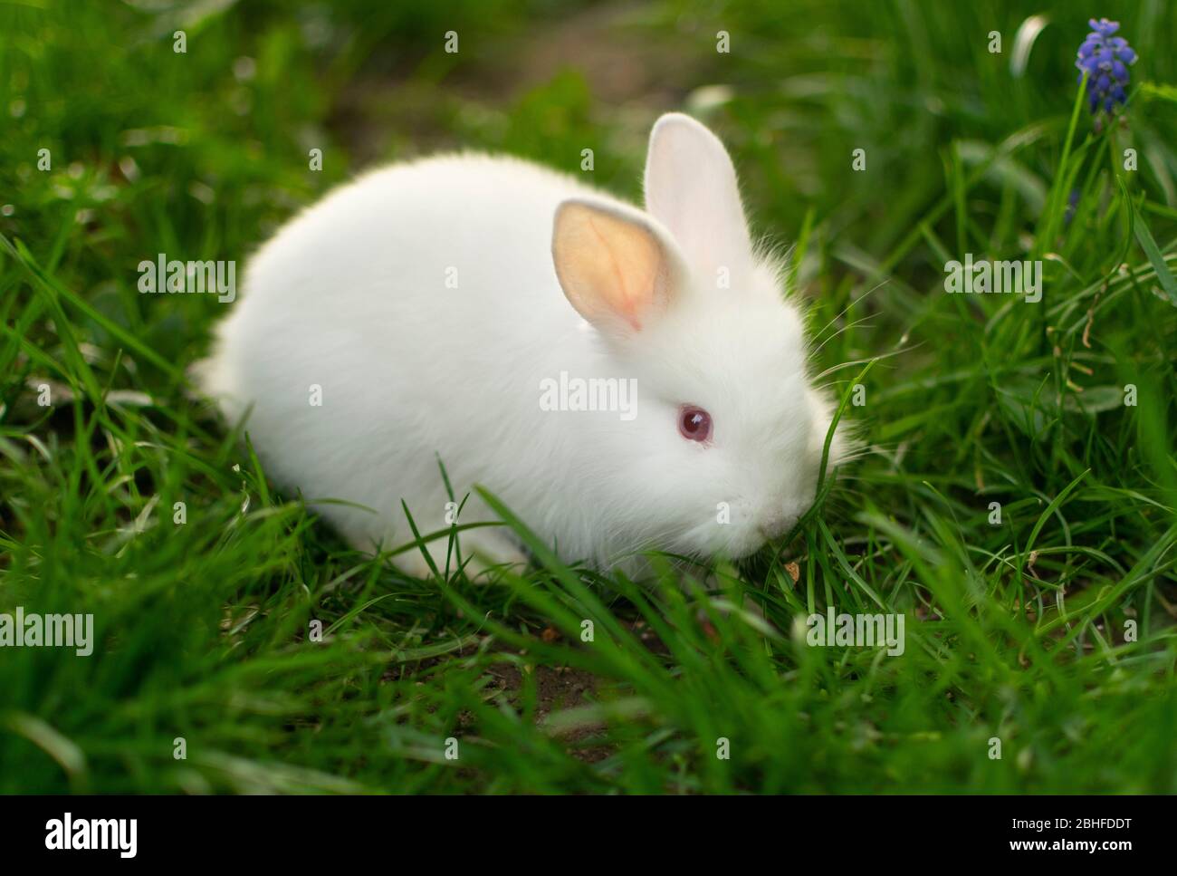 Beautiful white, fluffy baby rabbit playing in green grass Stock Photo ...