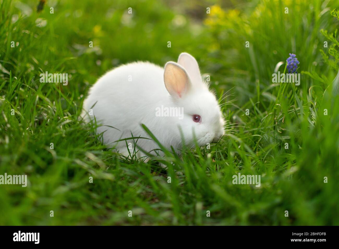 Baby White Hare