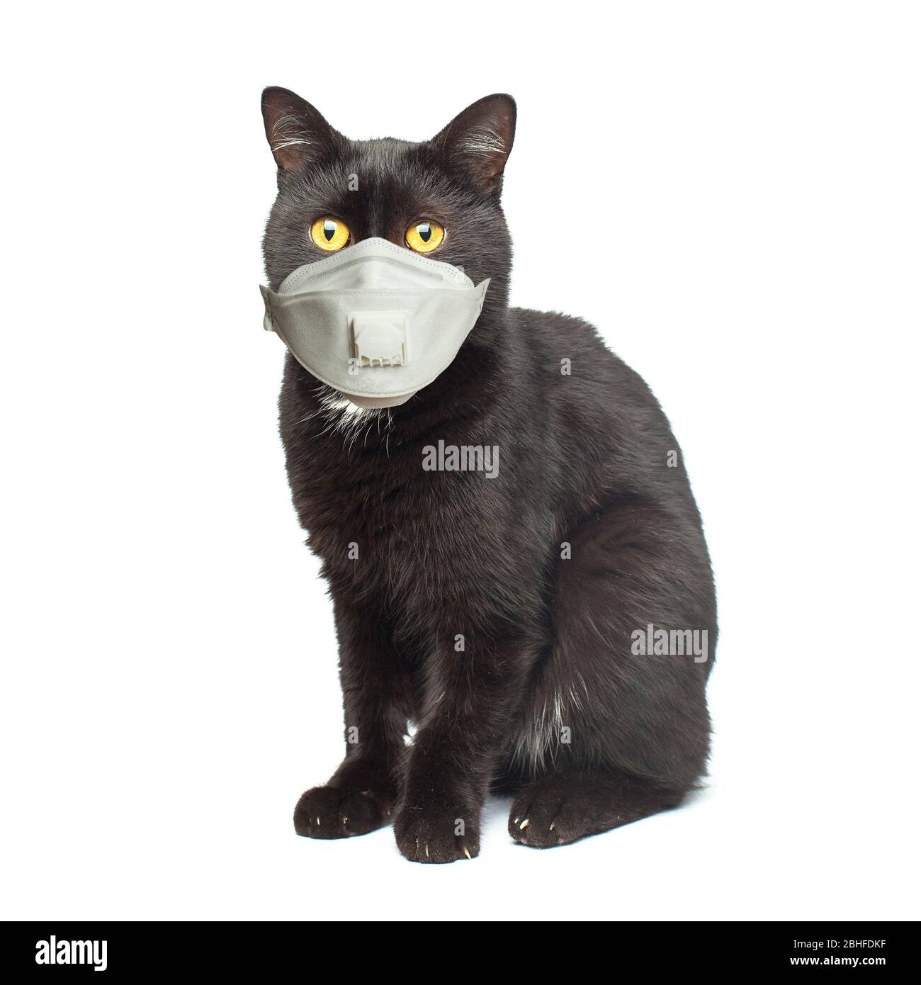 Black cat in medical face mask isolated on white Stock Photo - Alamy