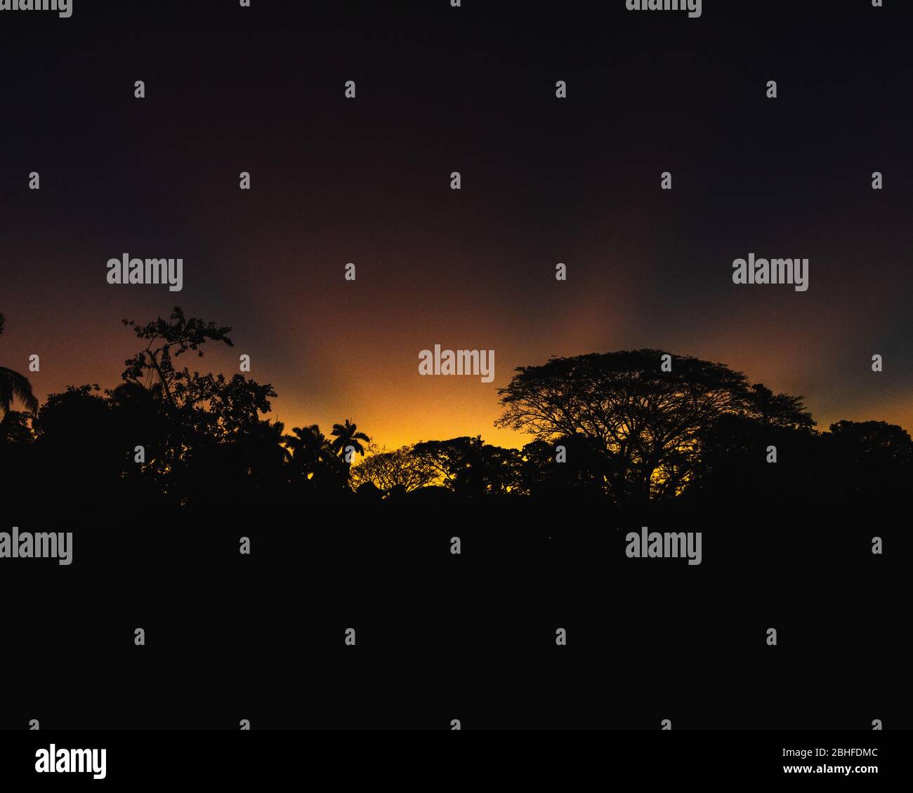 Sunset in tropical forest at golden hour Stock Photo - Alamy