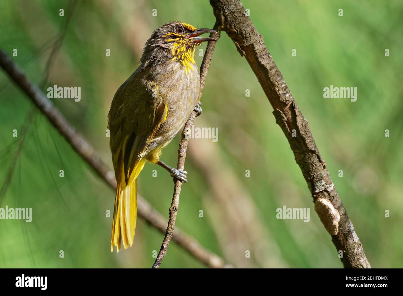 Wildlife malaysia passerine asia asian hi-res stock photography and ...