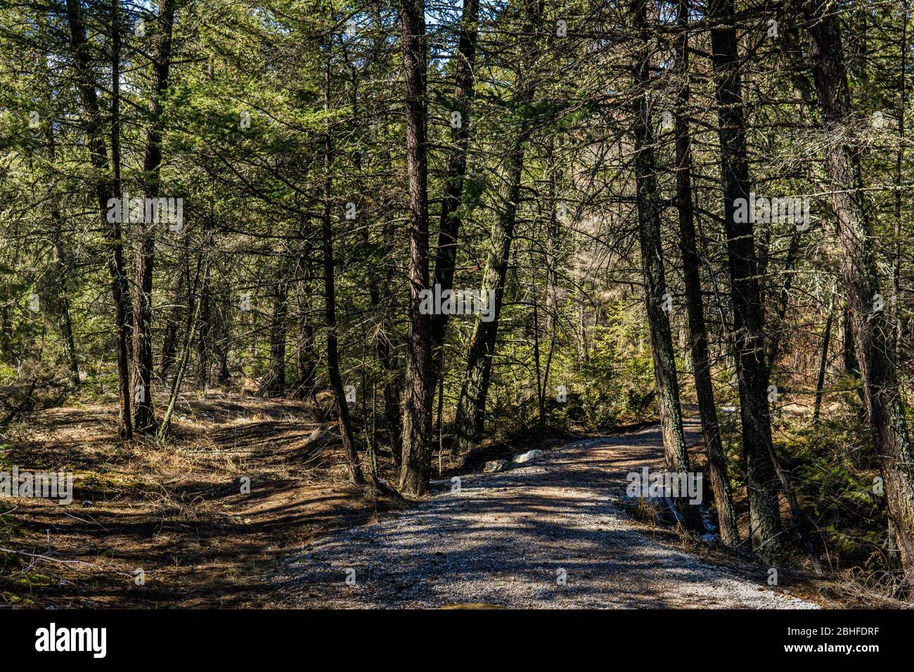 Trail through forest hi-res stock photography and images - Alamy