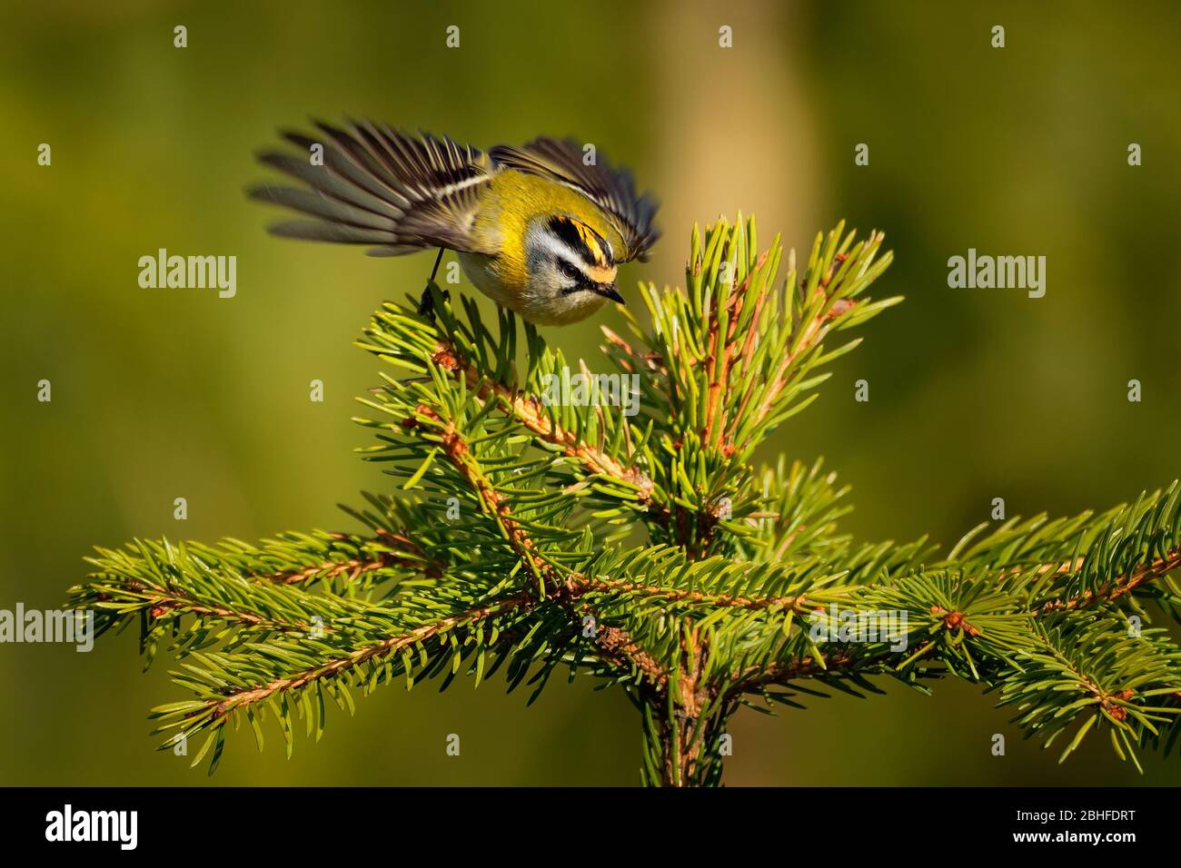 Firecrest - Regulus ignicapilla small forest bird with the yellow crest ...
