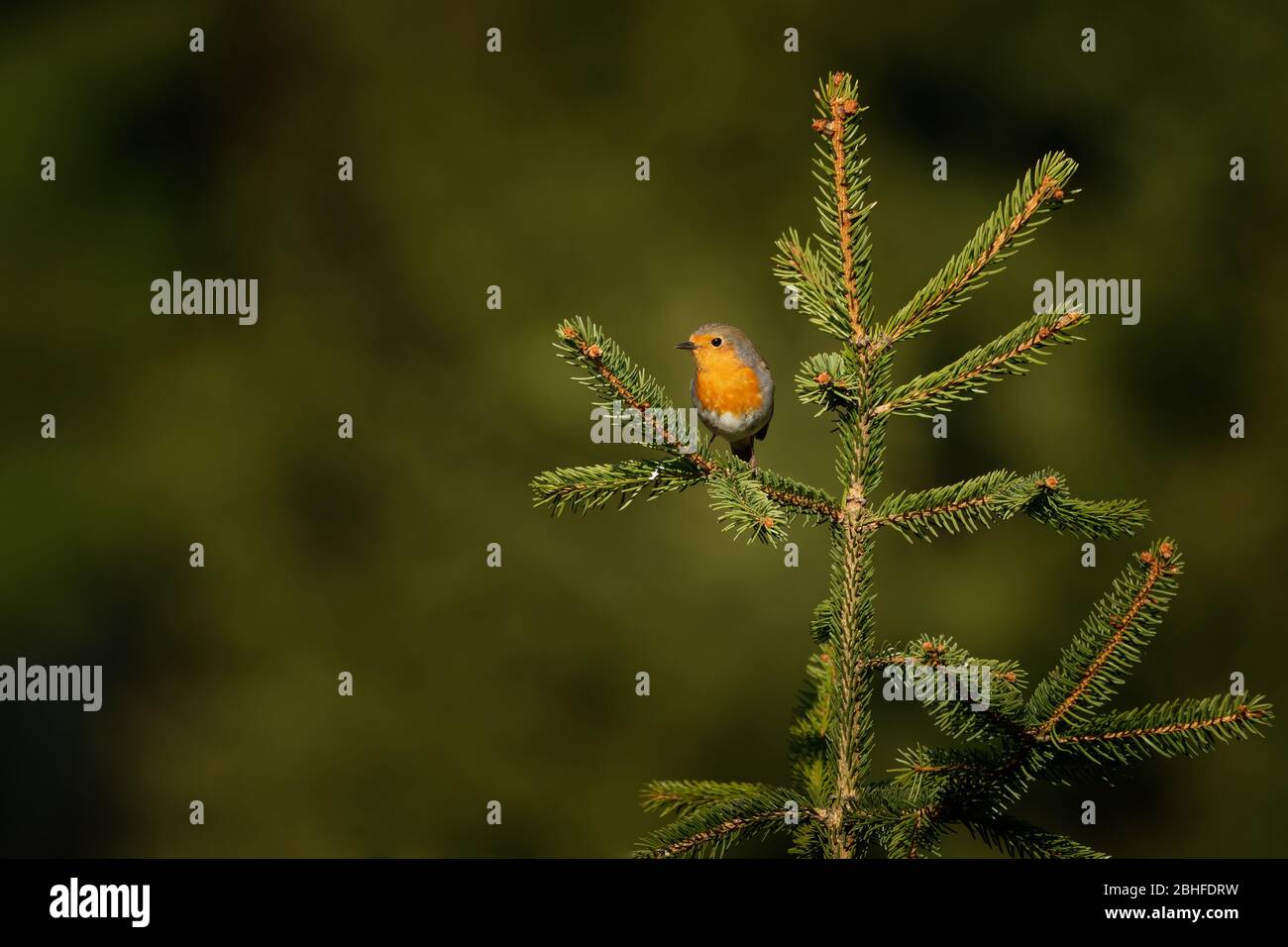 European Robin (Erithacus rubecula) sitting on the spruce branch in the ...