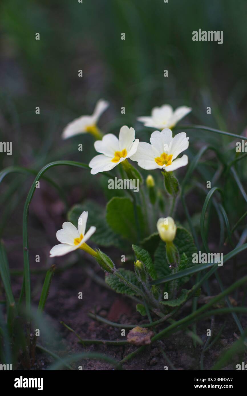 Cowslip primrose hybrid hi-res stock photography and images - Alamy