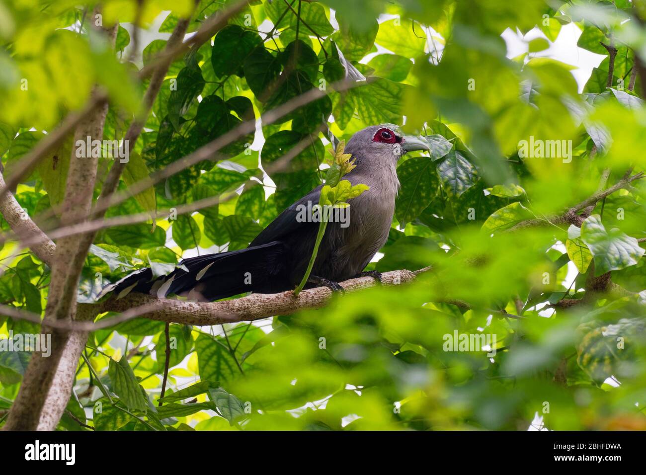 Green-billed Malkoha - Phaenicophaeus tristis non-parasitic cuckoo ...