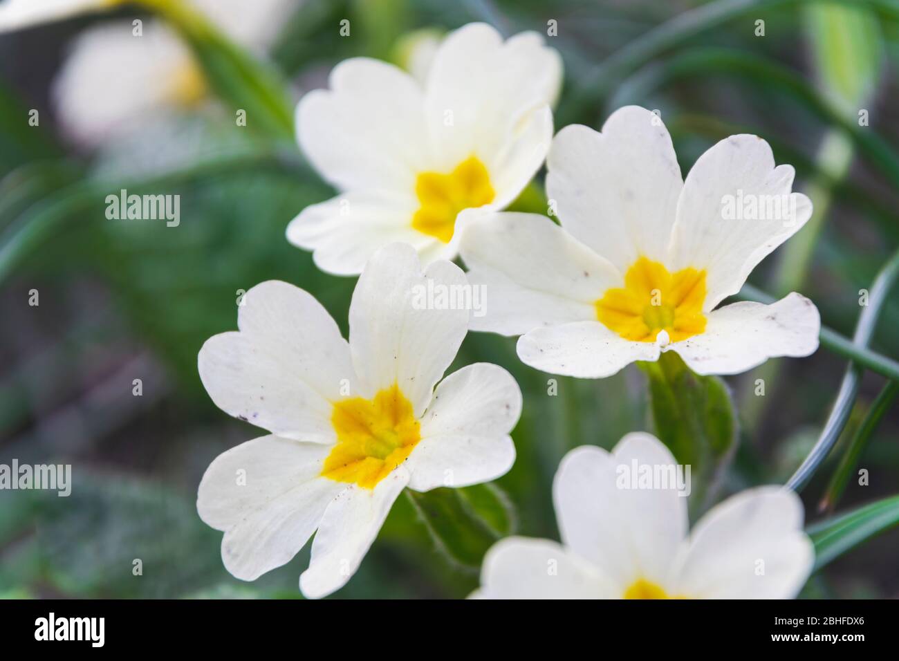 Prim rose hi-res stock photography and images - Alamy