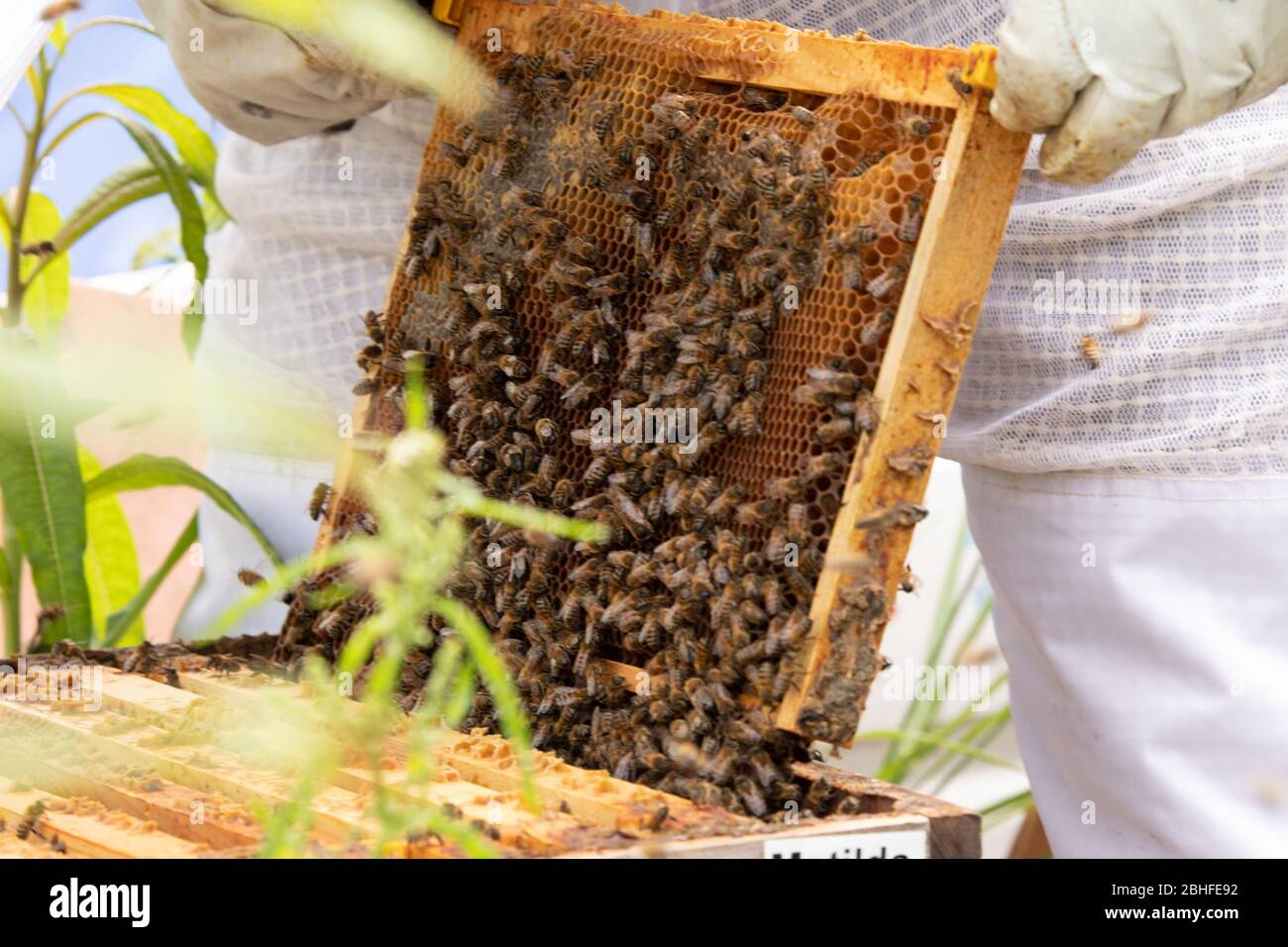 Bee Keeper 1 Stock Photo - Alamy