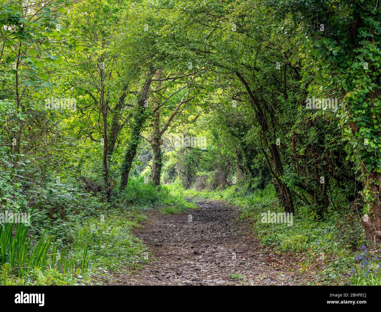 Green woodland path in Kenwith local nature reserve in Bideford, Devon ...