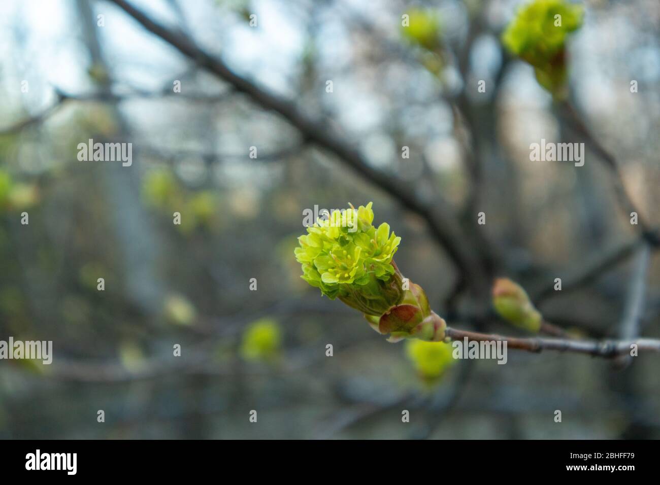 Maple flowers. Forest blooming maple. Close-up photo Stock Photo - Alamy