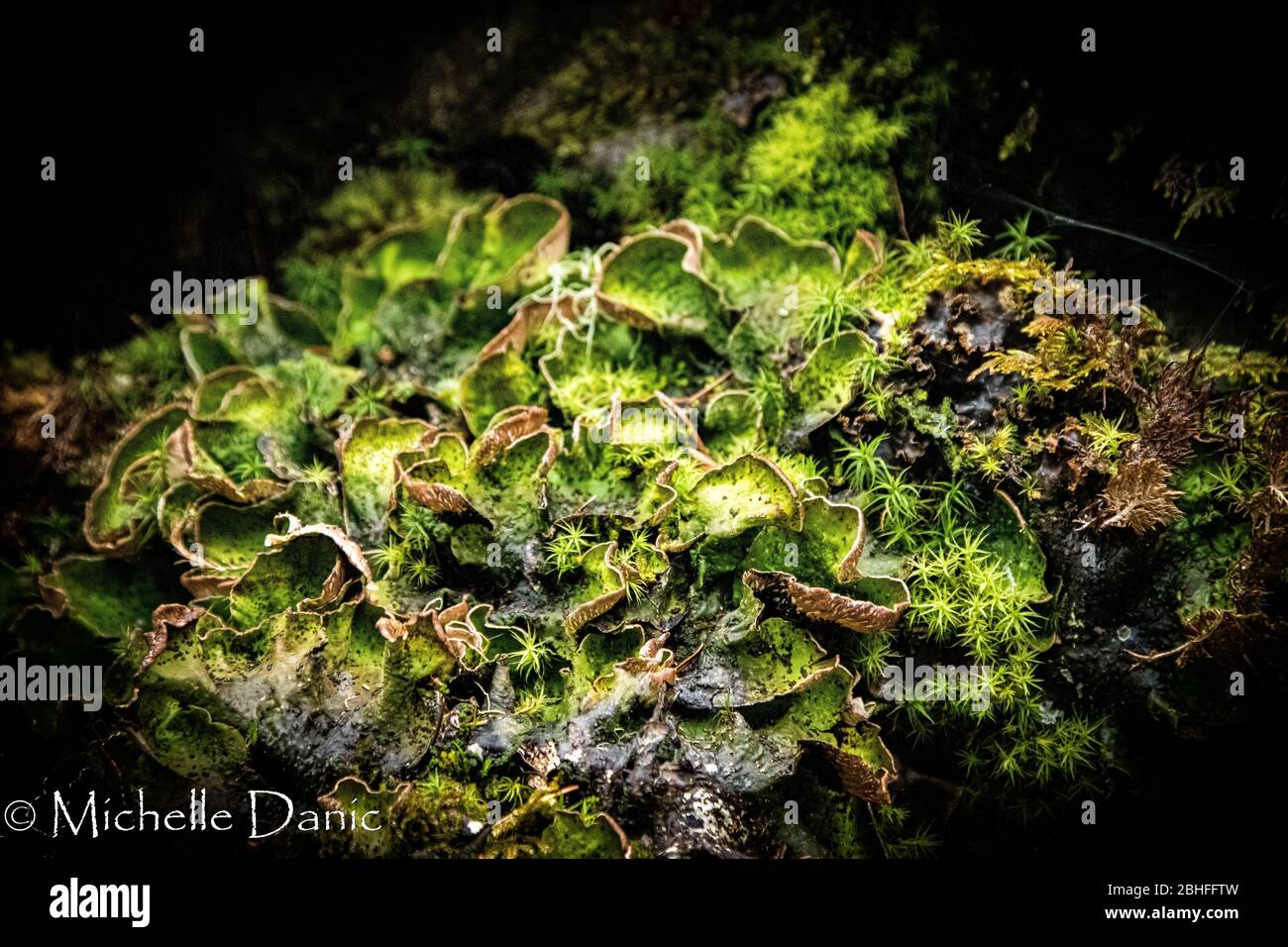 Moss Bed of New Life in Spring Stock Photo - Alamy