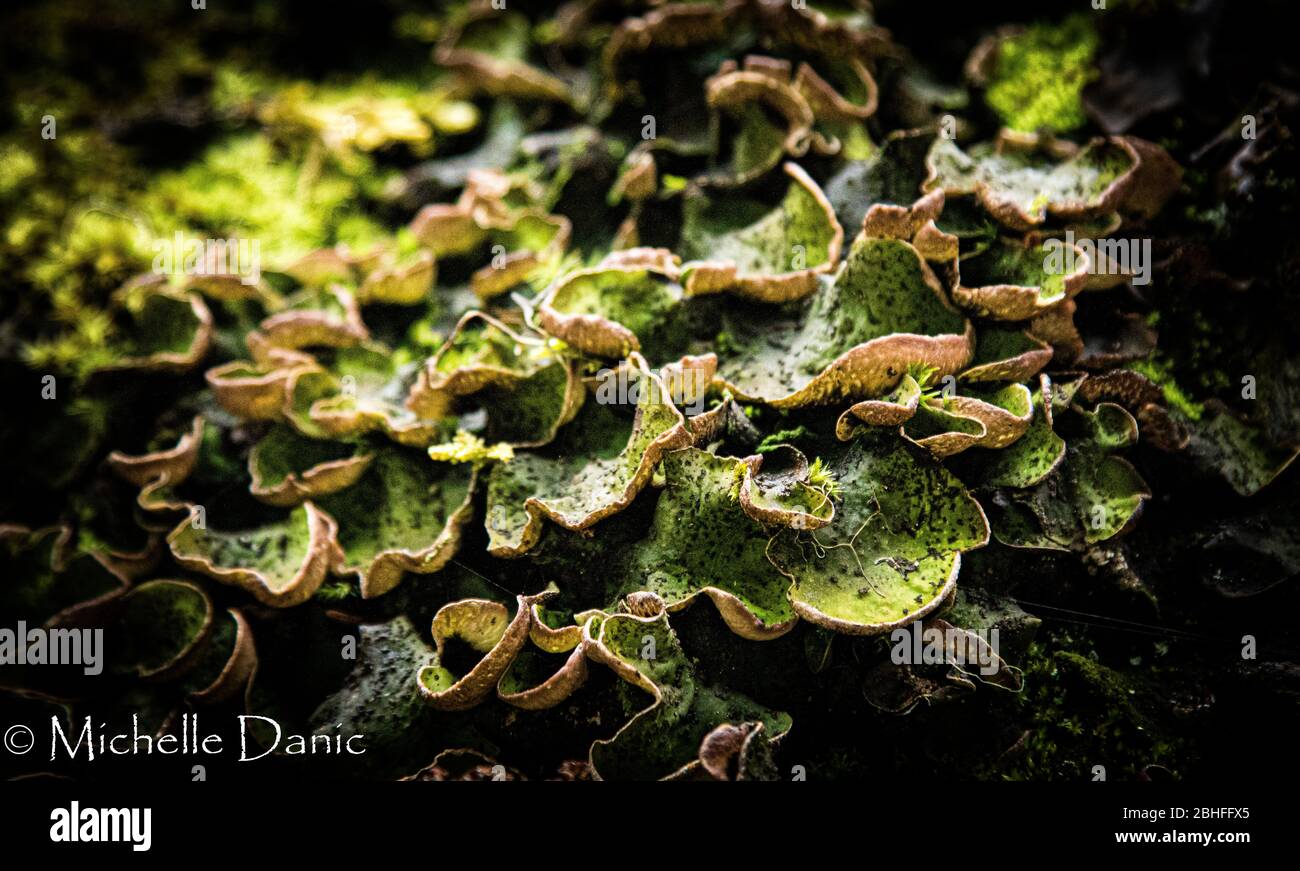 Moss bed hi-res stock photography and images - Alamy