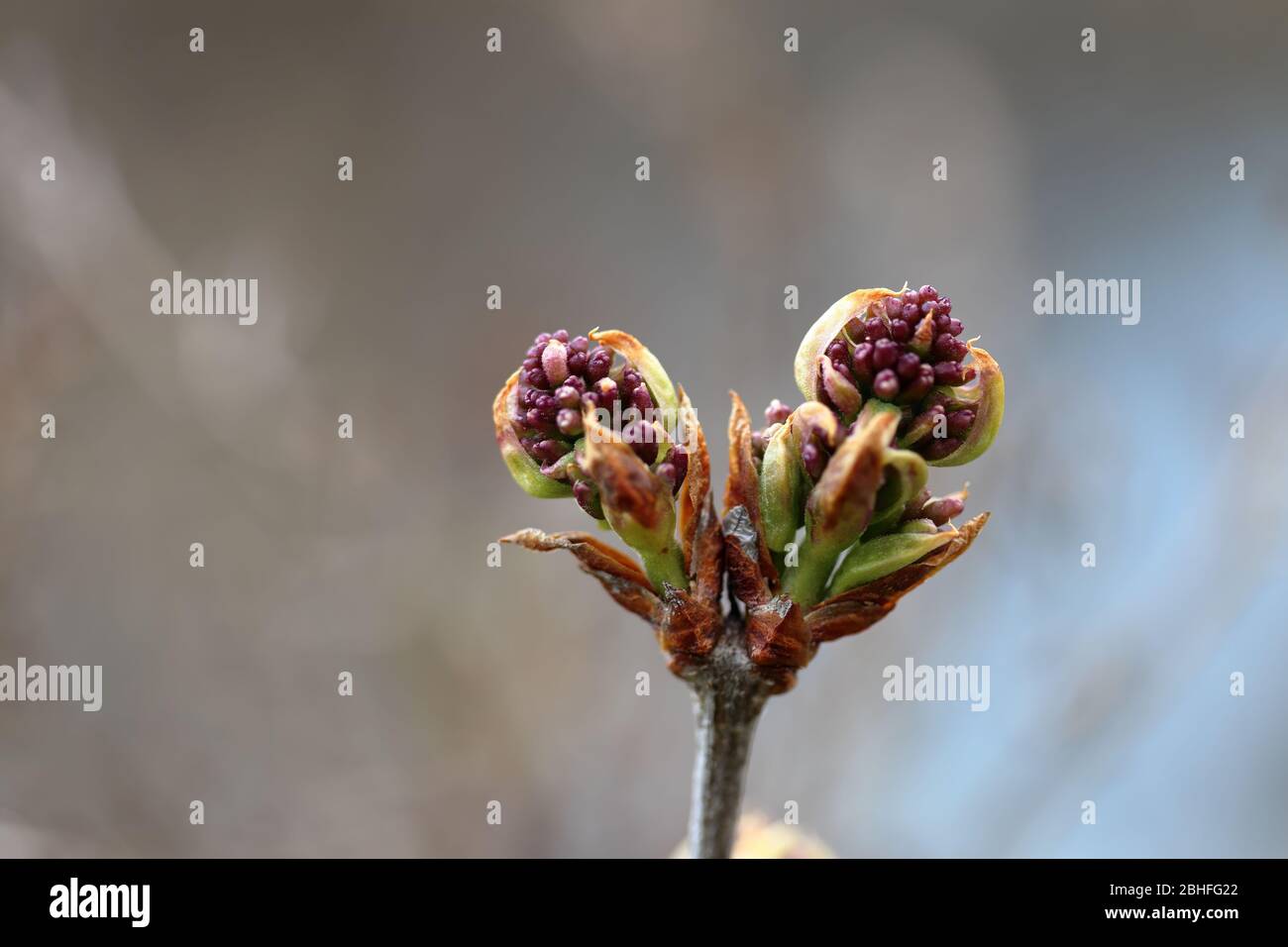 Lilac buds and flowers hi-res stock photography and images - Alamy