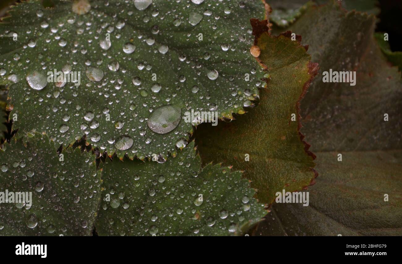 Raindrop structure hi-res stock photography and images - Alamy