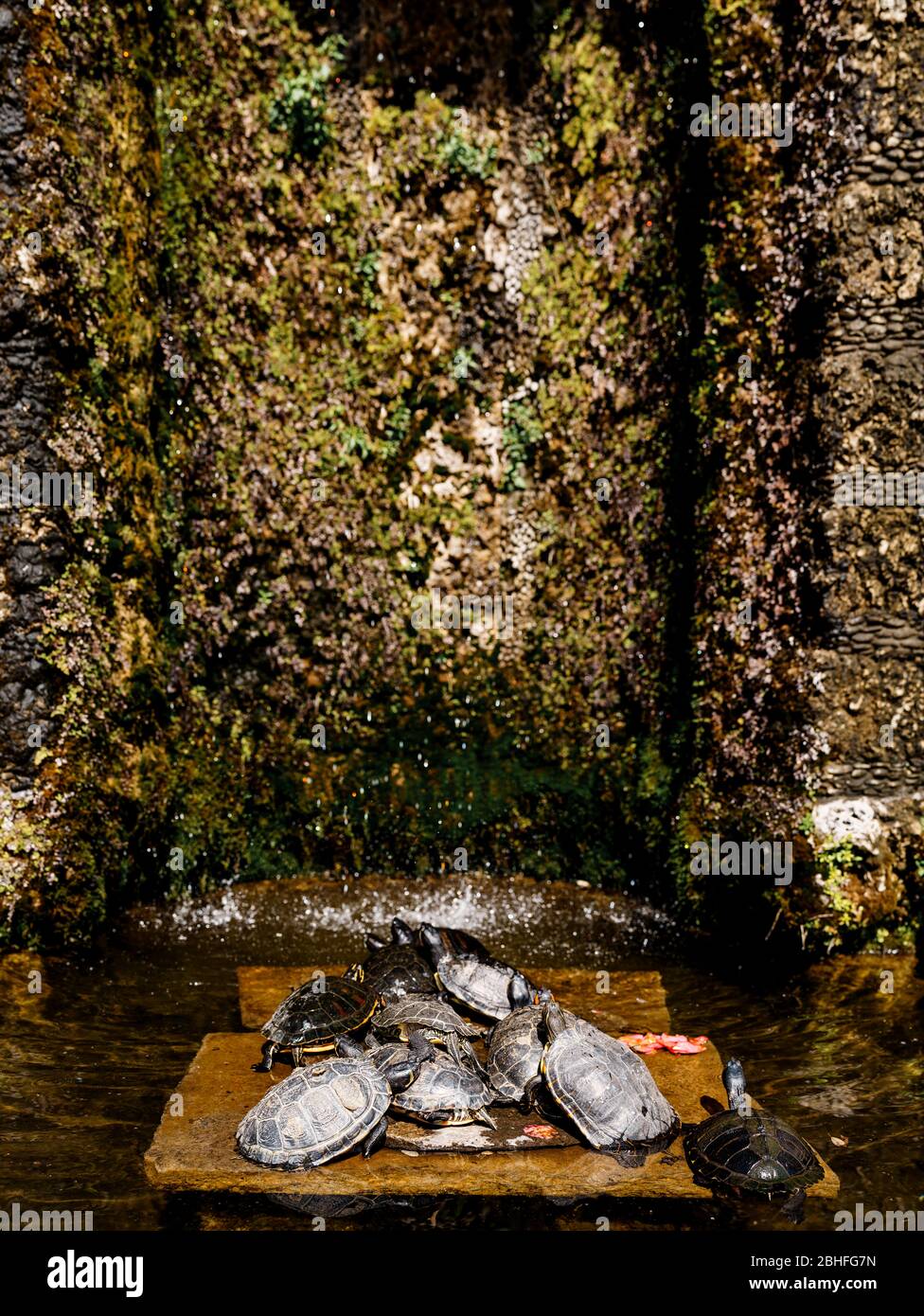 Turtles bask in the sun. Eight turtles have strayed into a heap and ...