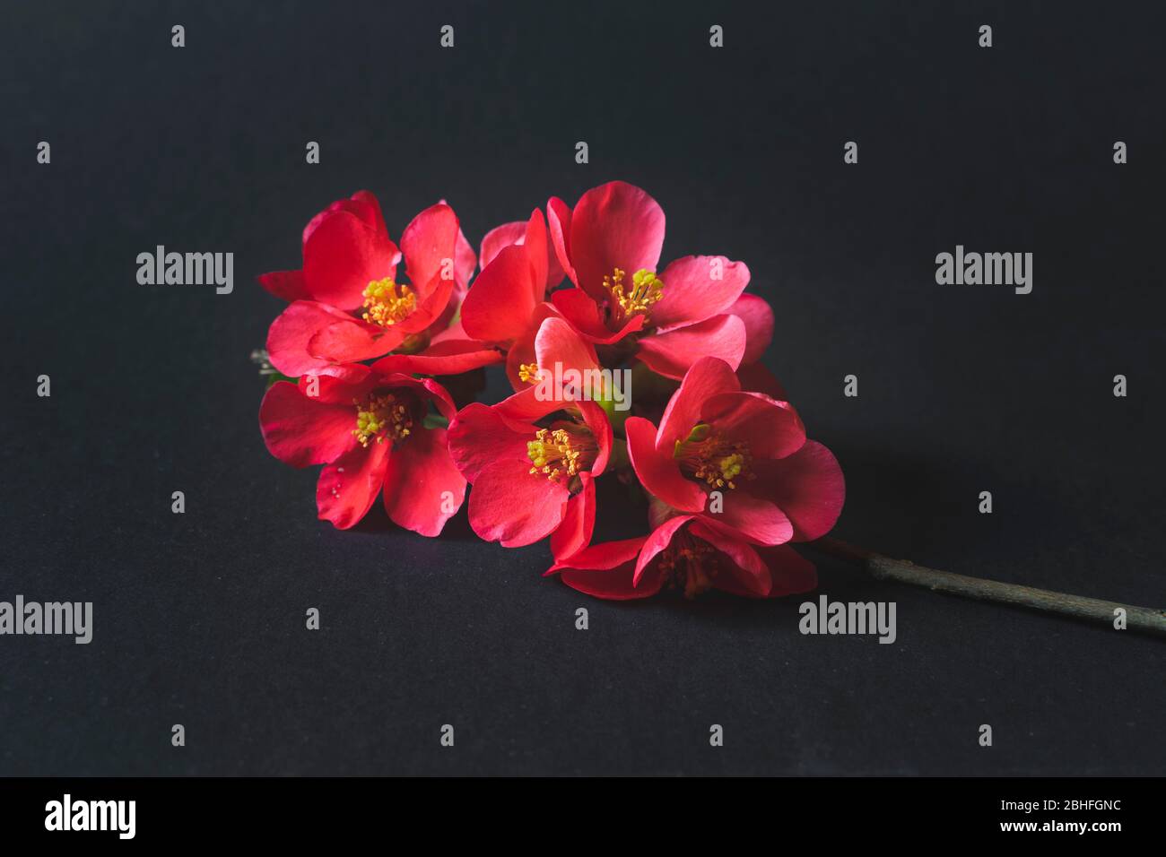 Close up photo of branch with red blossom flowers on black background ...