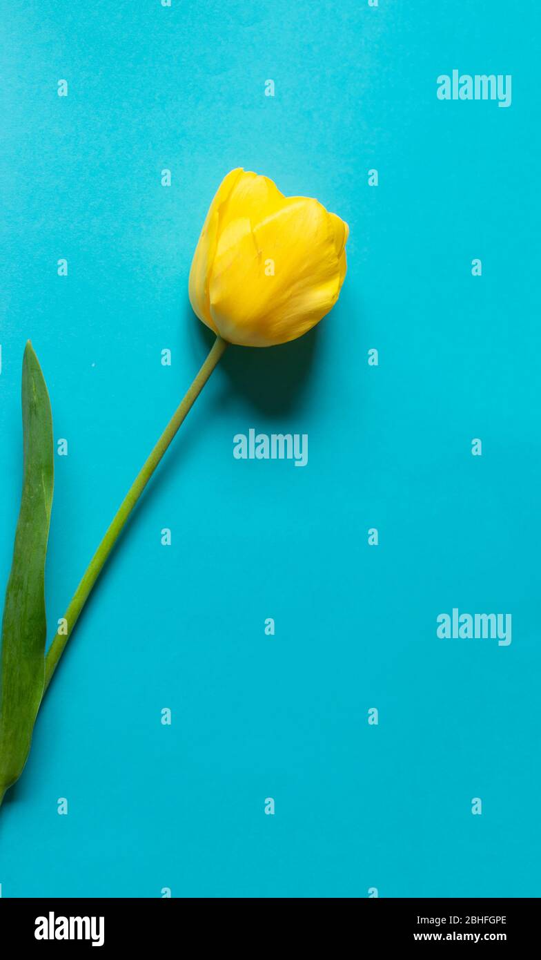 Single, fresh, yellow tulip on turquoise background Stock Photo - Alamy