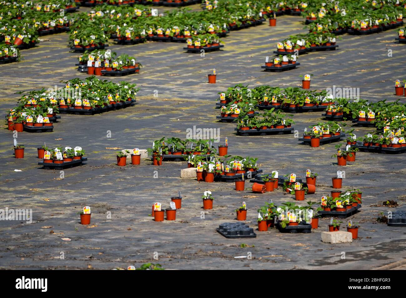 Market gardening, plant breeding, ornamental plants grow in flower pots ...