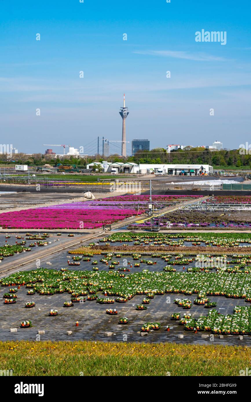 Market gardening, plant breeding, ornamental plants grow in flower pots ...