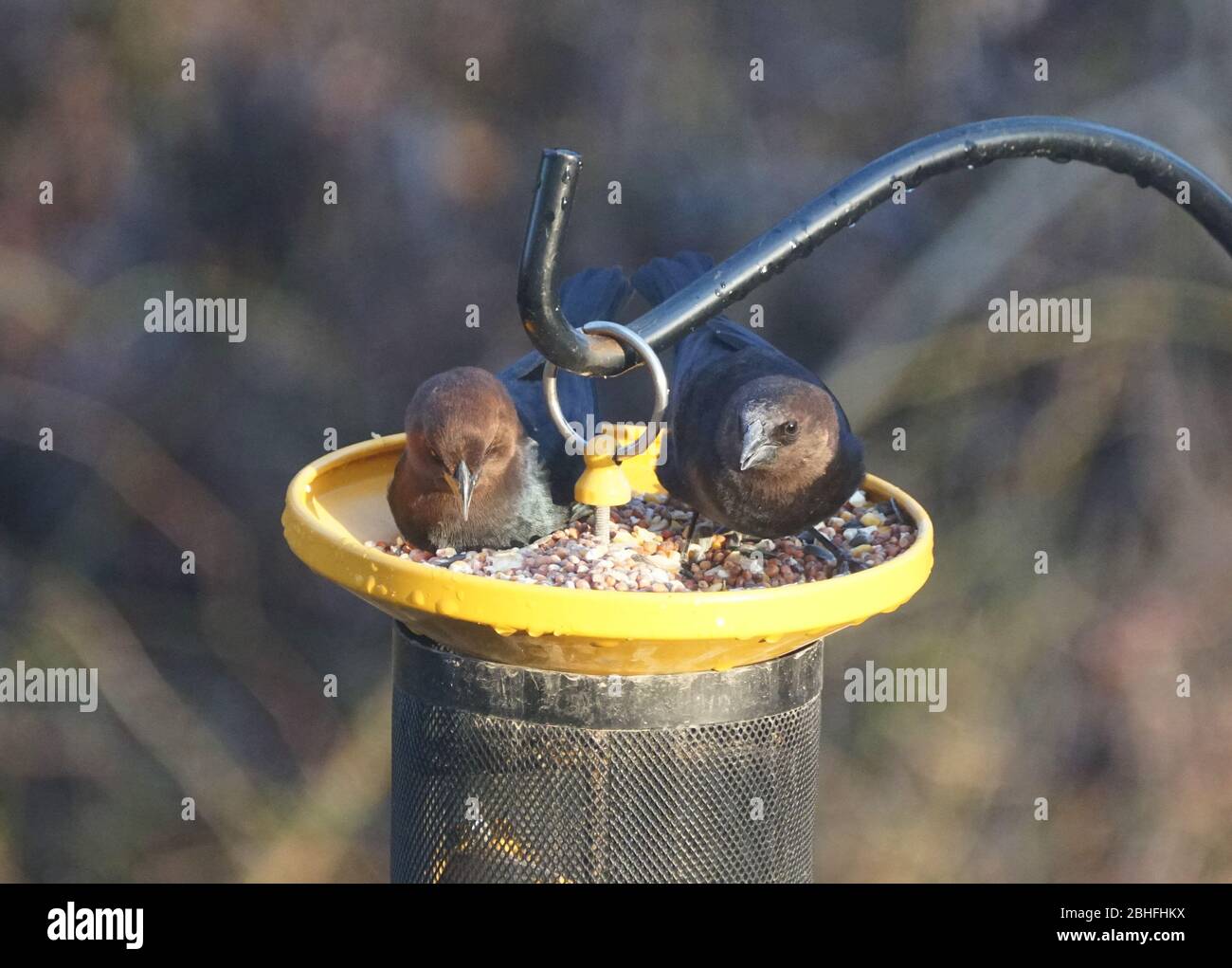 Cowbirds hi-res stock photography and images - Alamy