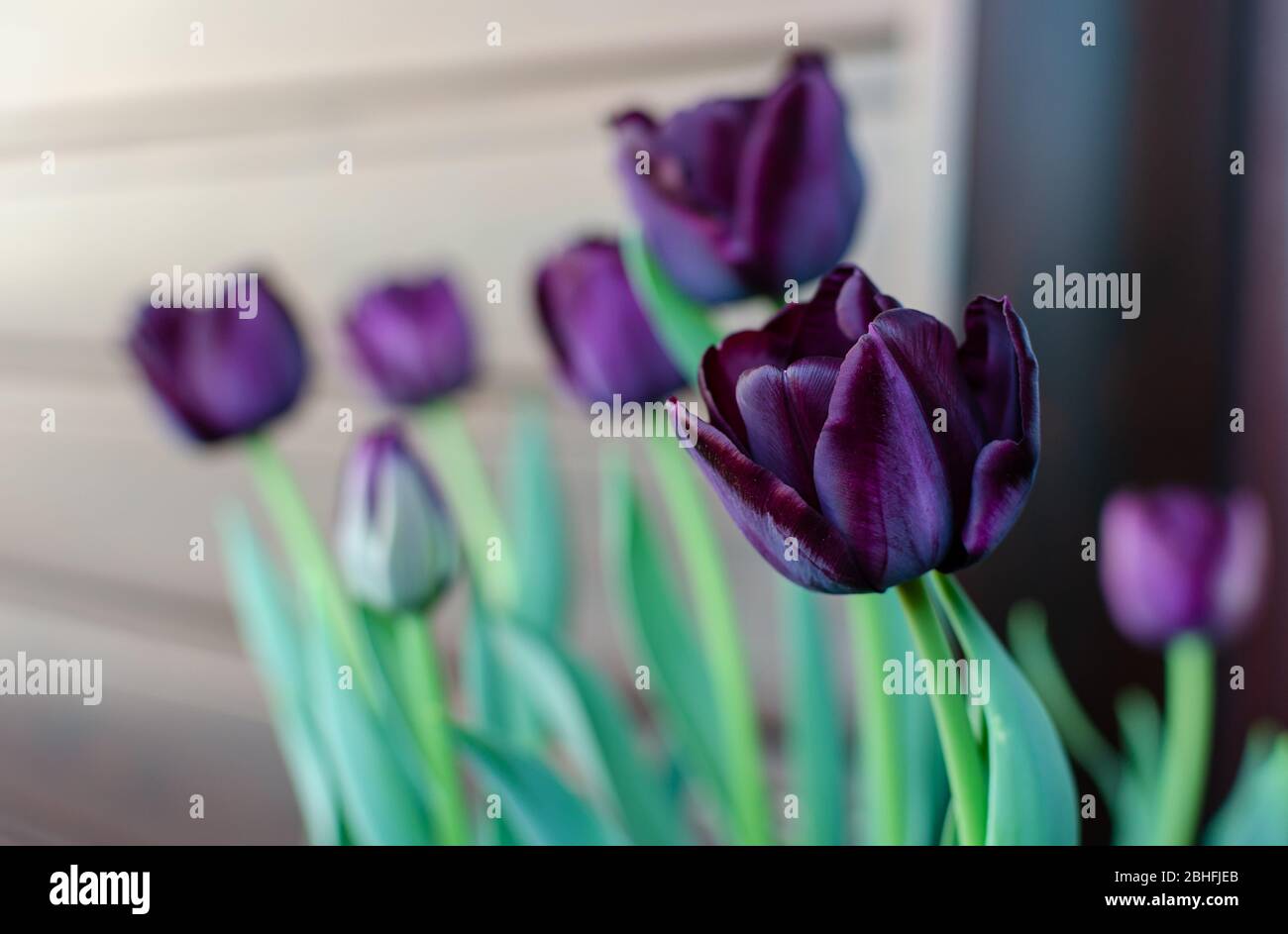 Purple queen plant hi-res stock photography and images - Alamy