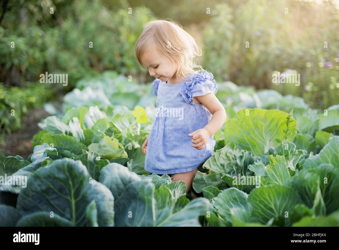 Baby sitting in cabbage plant. Cute little girl on cabbage field ...