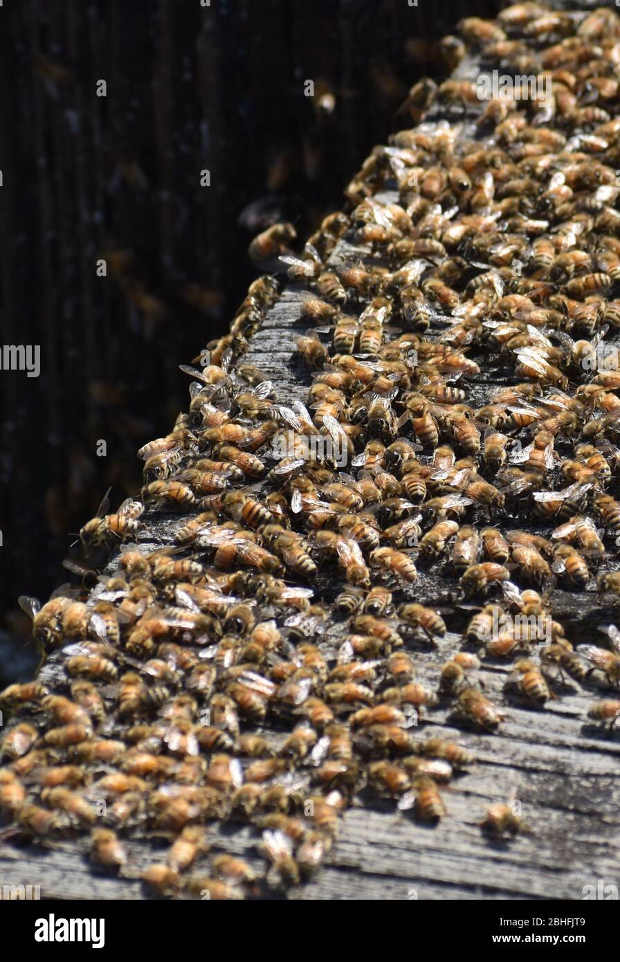 Swarm of insect hi-res stock photography and images - Alamy