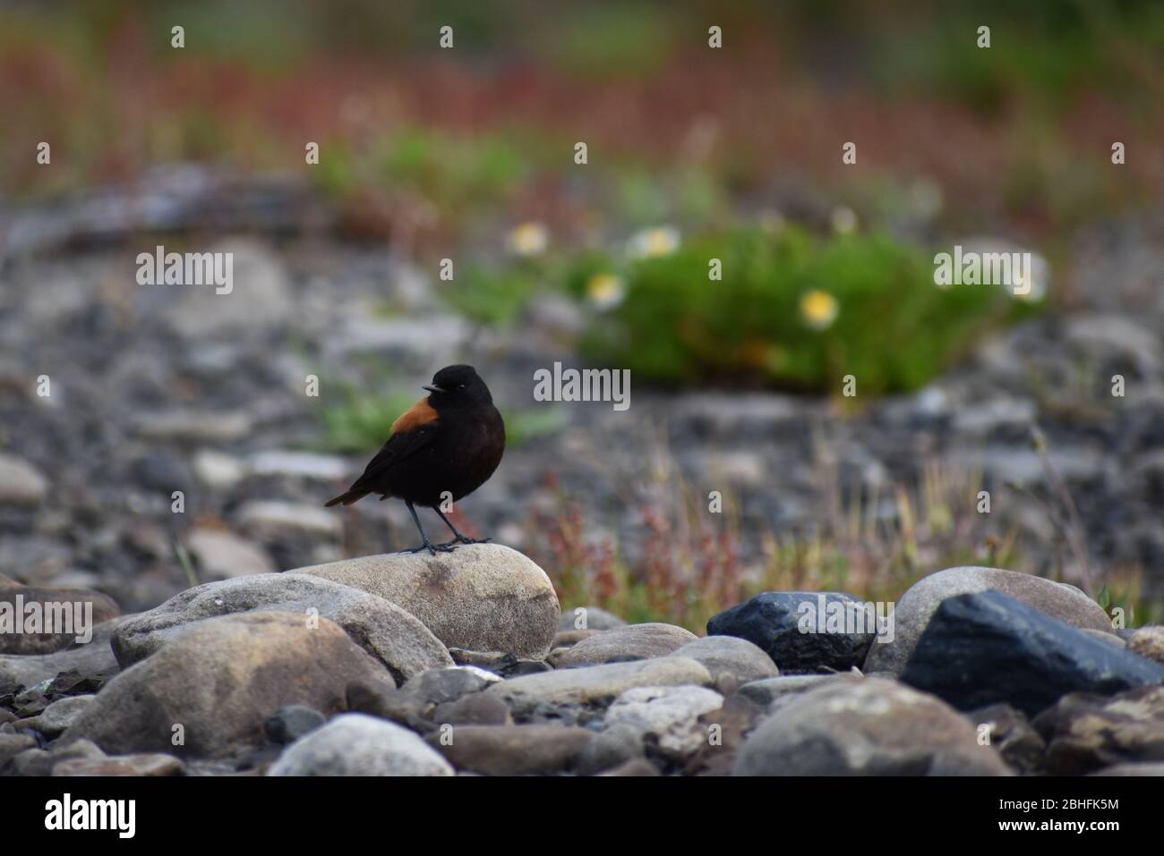 austral negrito or Patagonian negrito (Lessonia rufa) in the wild of ...