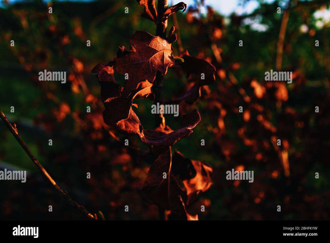 Orange Leaves in Spring (VSCO Stock Photo - Alamy