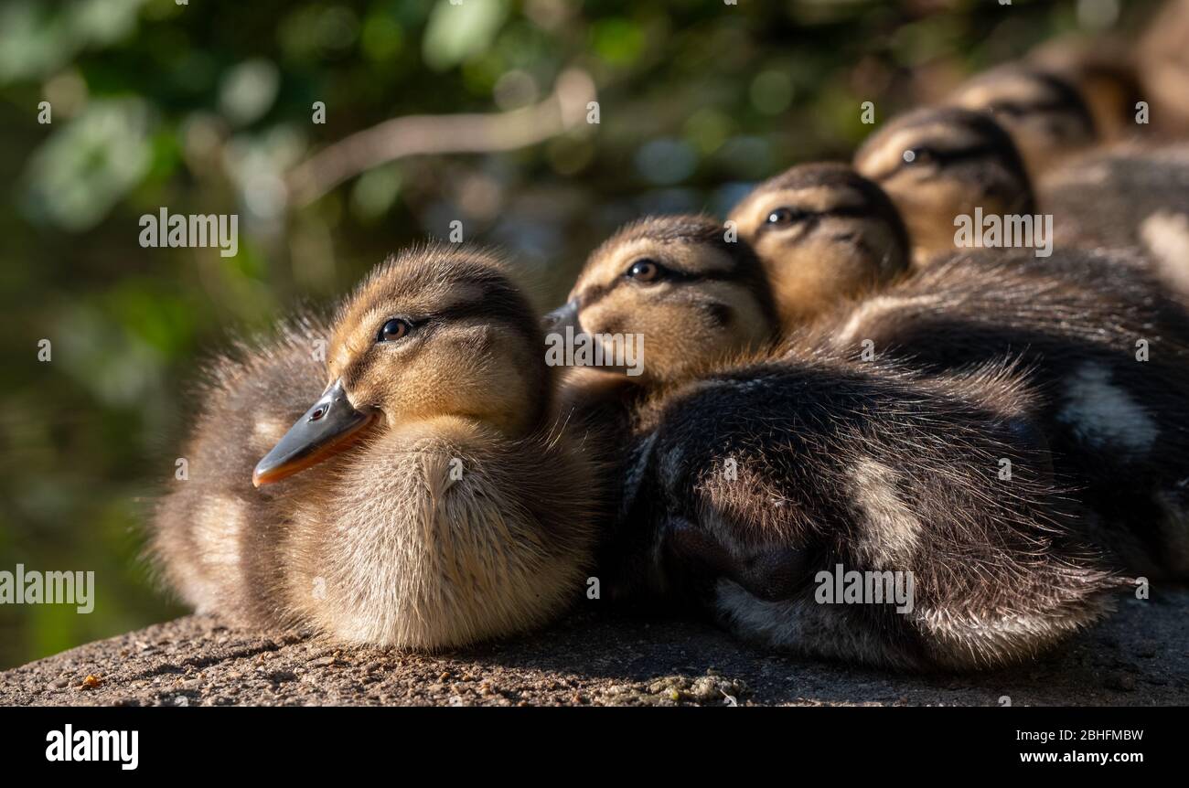 New born ducklings at the duck pond at Pinner Memorial Park, Pinner ...