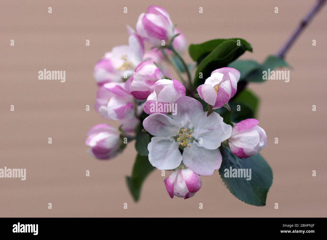 Family apple tree hi-res stock photography and images - Alamy