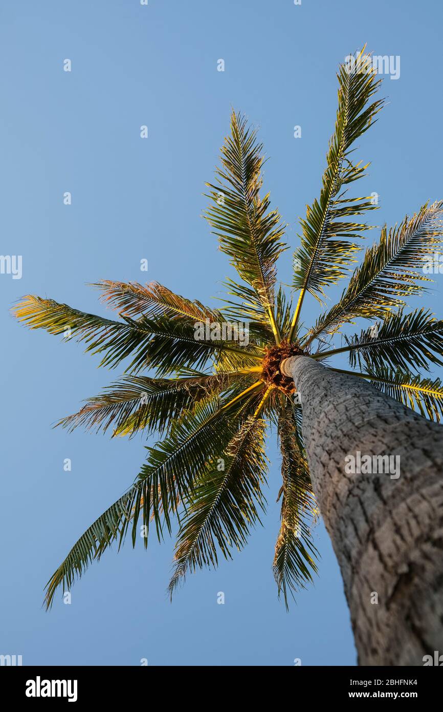 Palme tree hi-res stock photography and images - Alamy