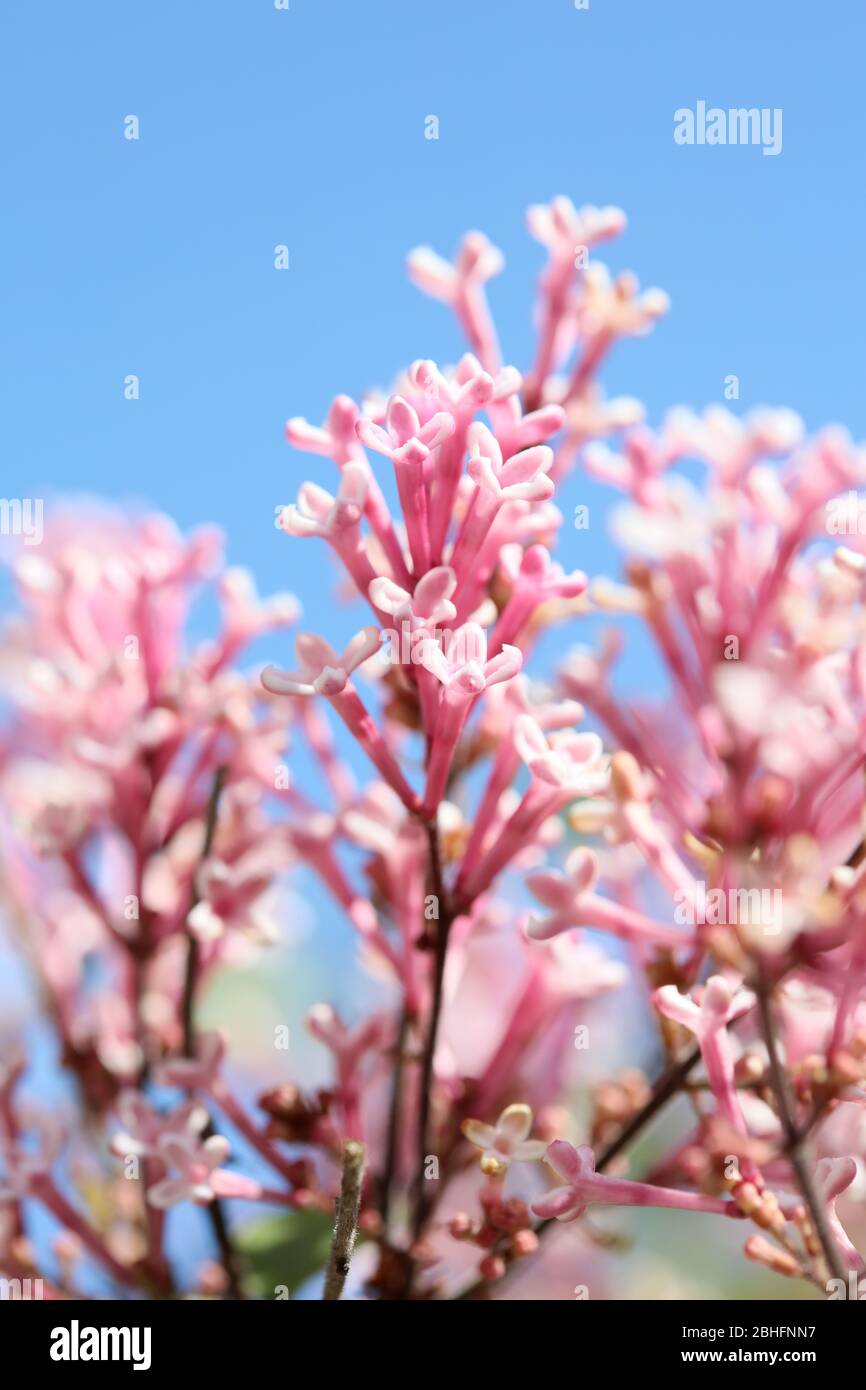Family oleaceae hi-res stock photography and images - Alamy