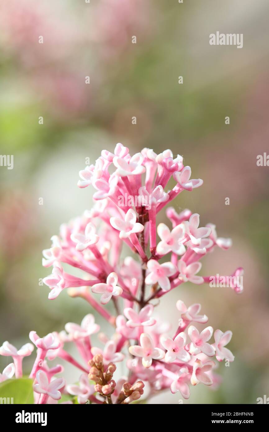 Family oleaceae hi-res stock photography and images - Alamy