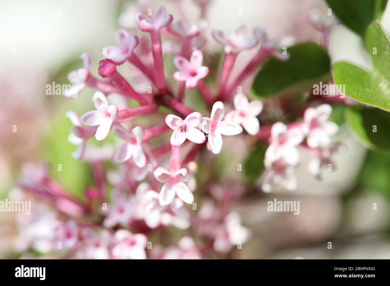 Family oleaceae hi-res stock photography and images - Alamy