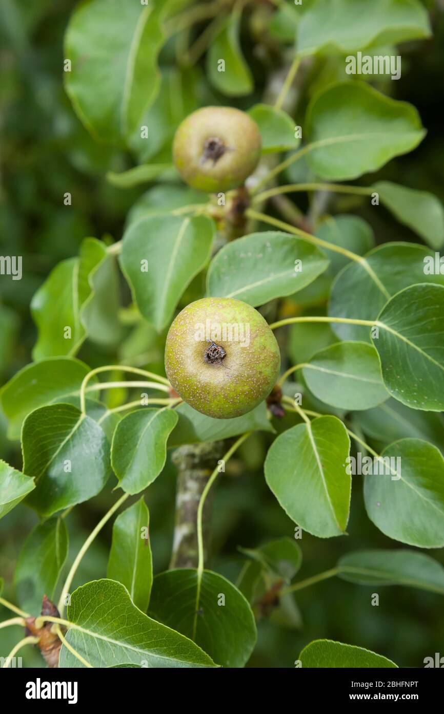 The wild pear tree hi-res stock photography and images - Alamy