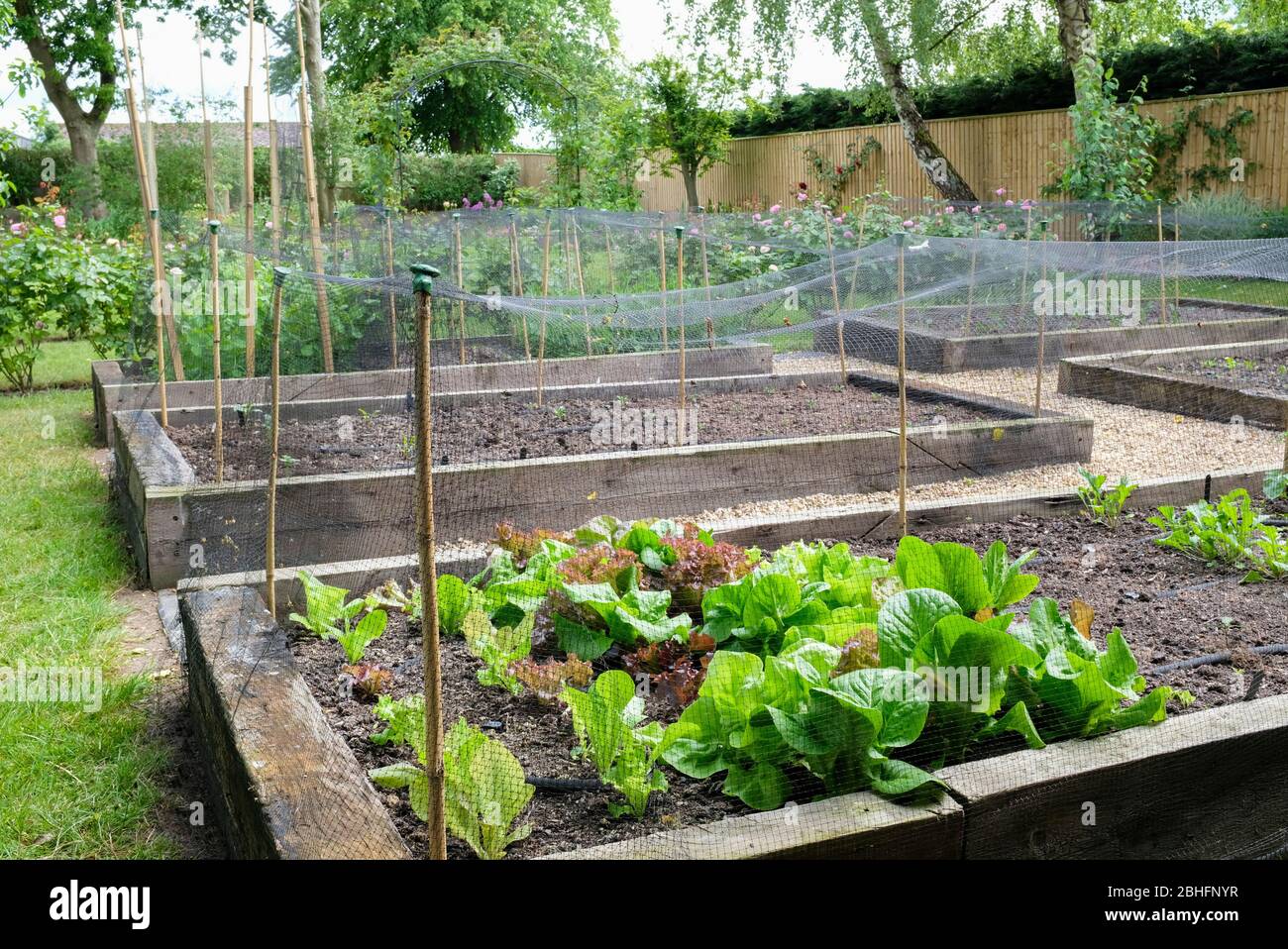 Protecting garden vegetables hi-res stock photography and images - Alamy