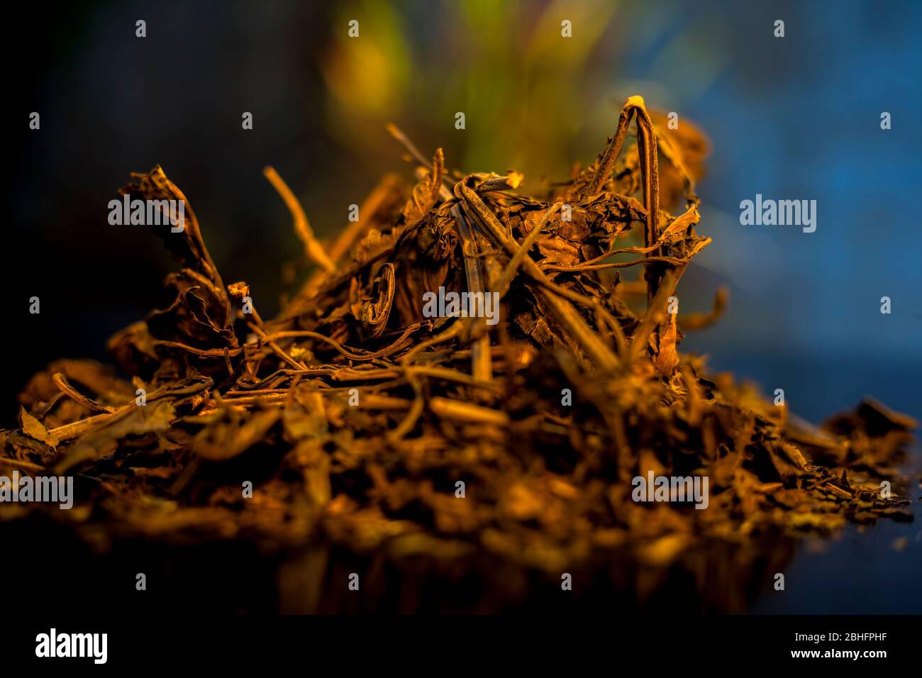 Malabar Nut High Resolution Stock Photography and Images - Alamy