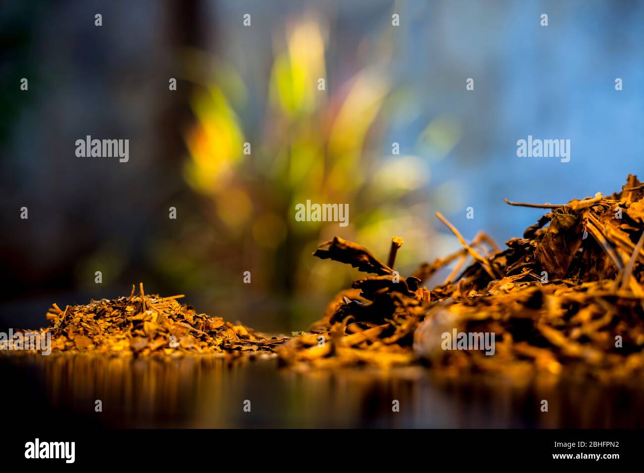 Ayurvedic herb best for fever and cough on a black wooden surface i.e ...