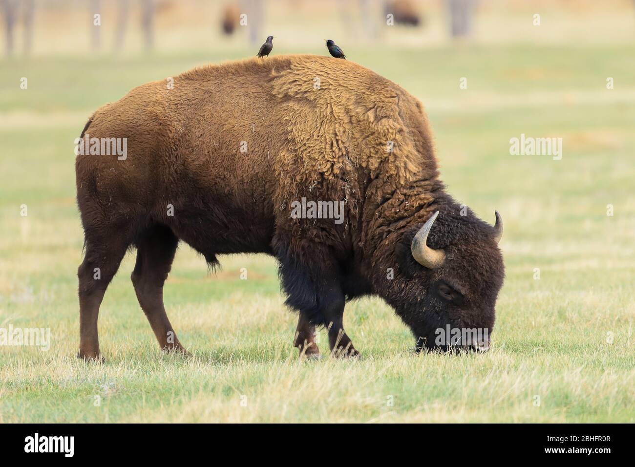 American Bison on the prairie in Yellowstone National Park Stock Photo ...