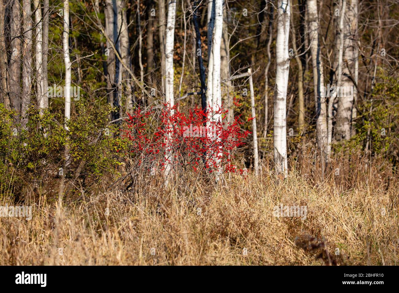 Wisconsin wild chokecherries next to a forrest in autumn, horizontal ...
