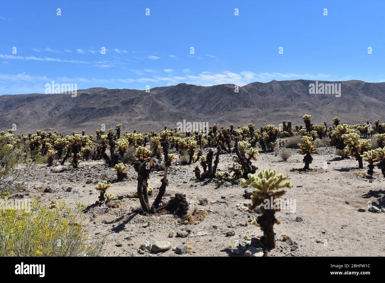 Arid desert landscape with mountains and cactus Stock Photo - Alamy