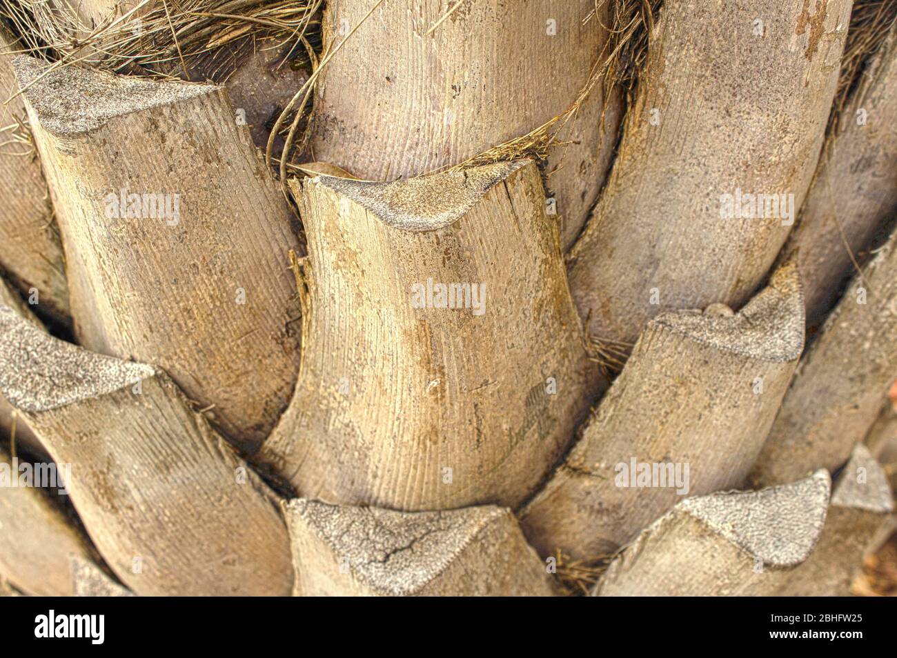 Smooth texture palm close hi-res stock photography and images - Alamy