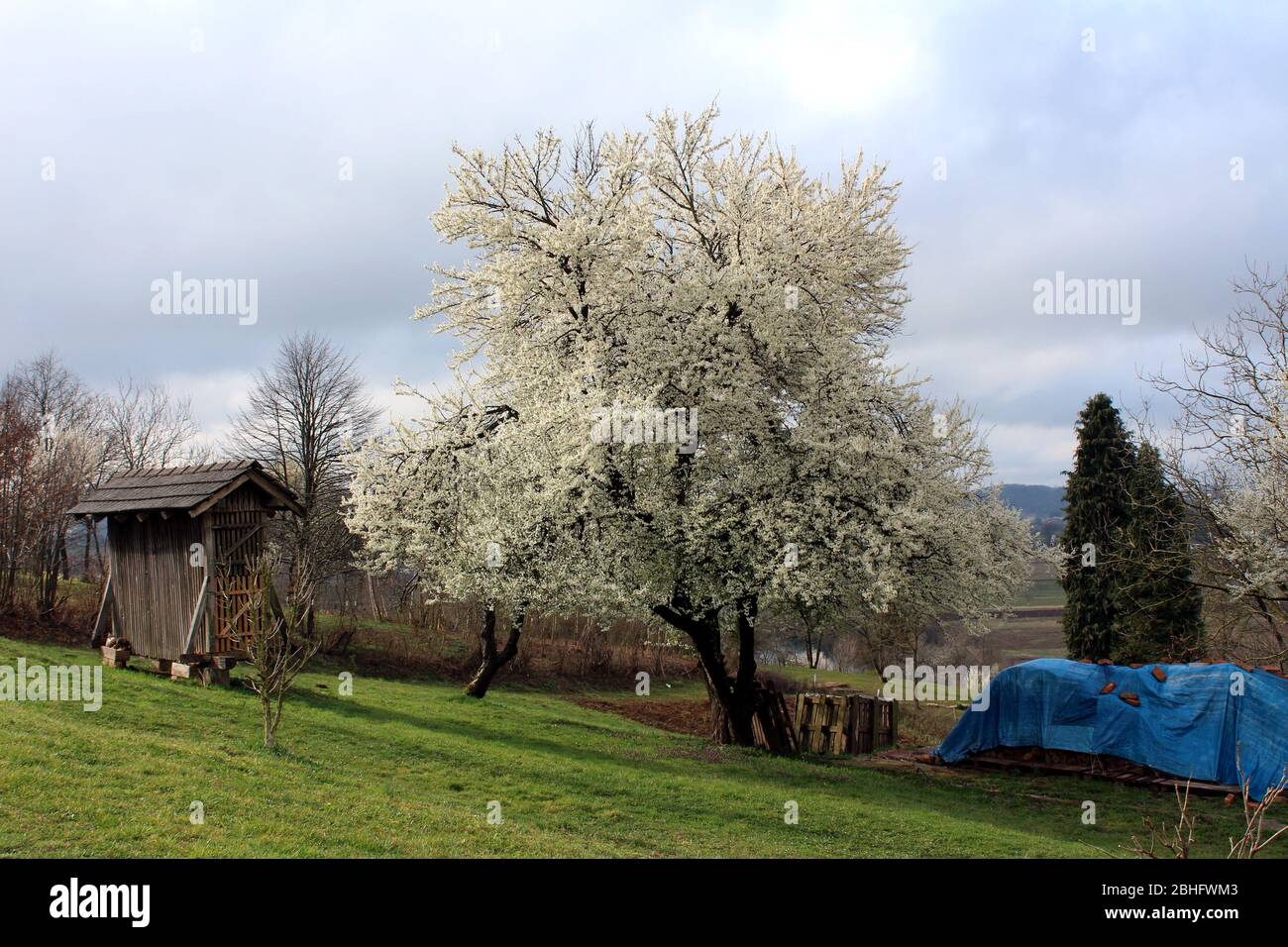 Old plum tree hi-res stock photography and images - Alamy