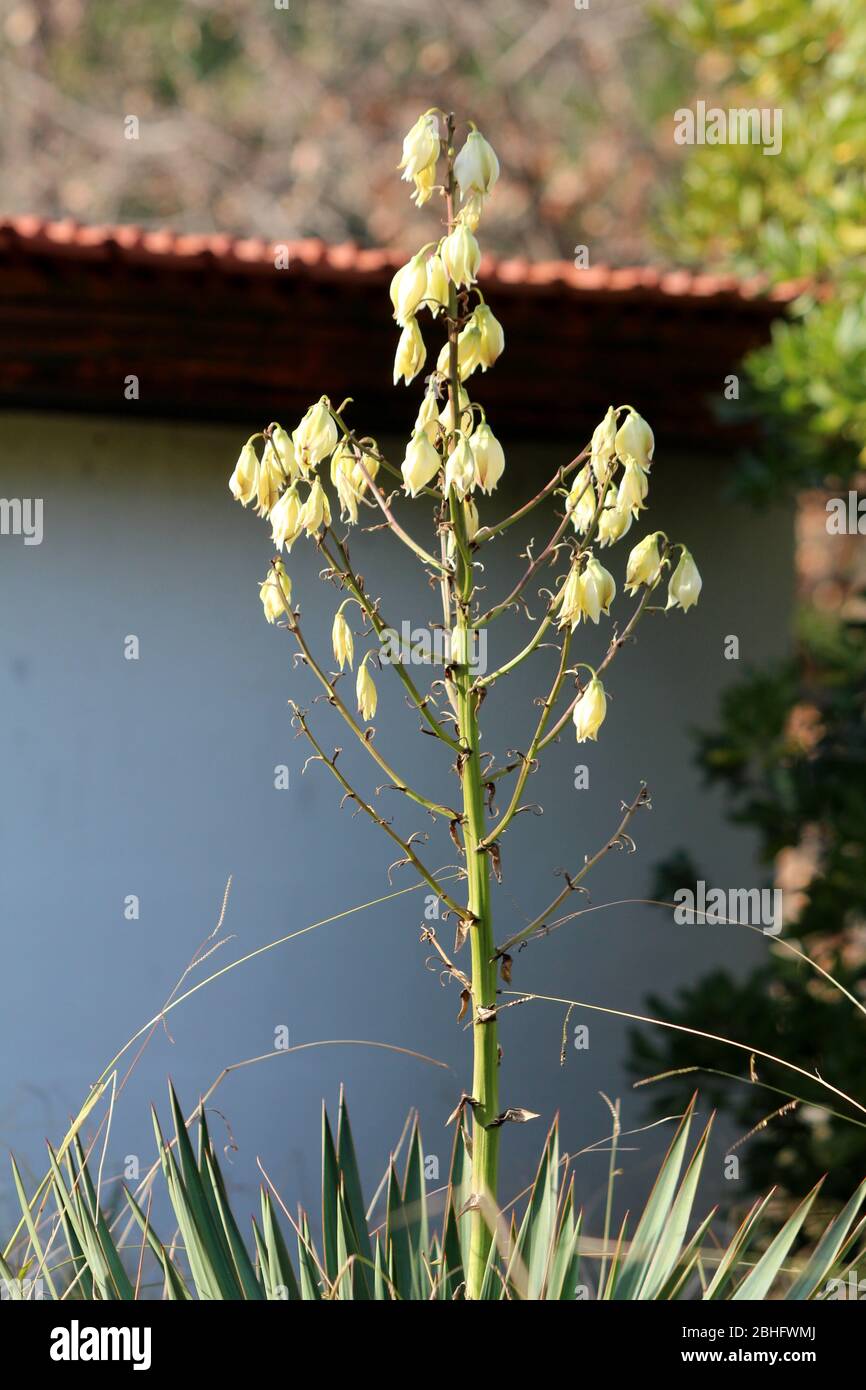 Branch of Yucca perennial shrub with large terminal panicles of open ...