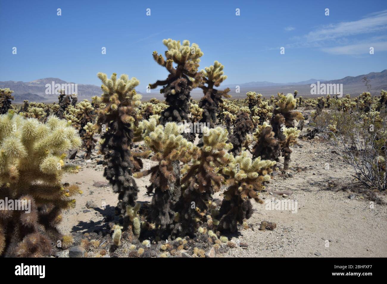 Cholla cactus growing from the desert floor Stock Photo - Alamy