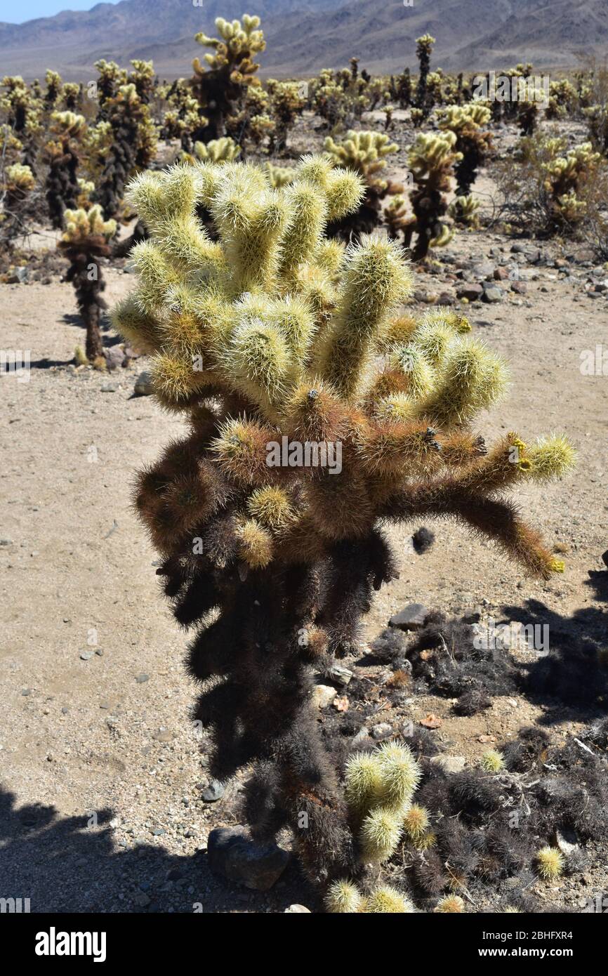 Fantastic up close look at a cholla cactus in the desert Stock Photo ...