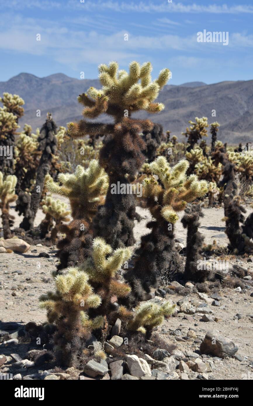 Amazing cholla cactus growing in the desert Stock Photo - Alamy